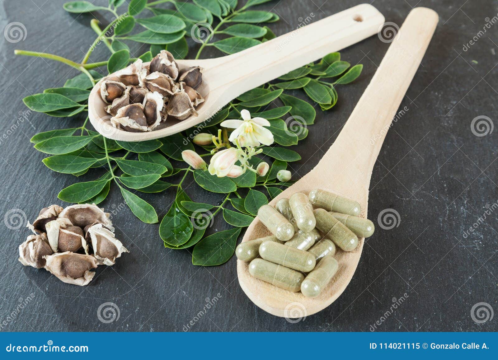 The Tree of Life-Moringa Oleifera Medicinal Plant Stock Image - Image ...