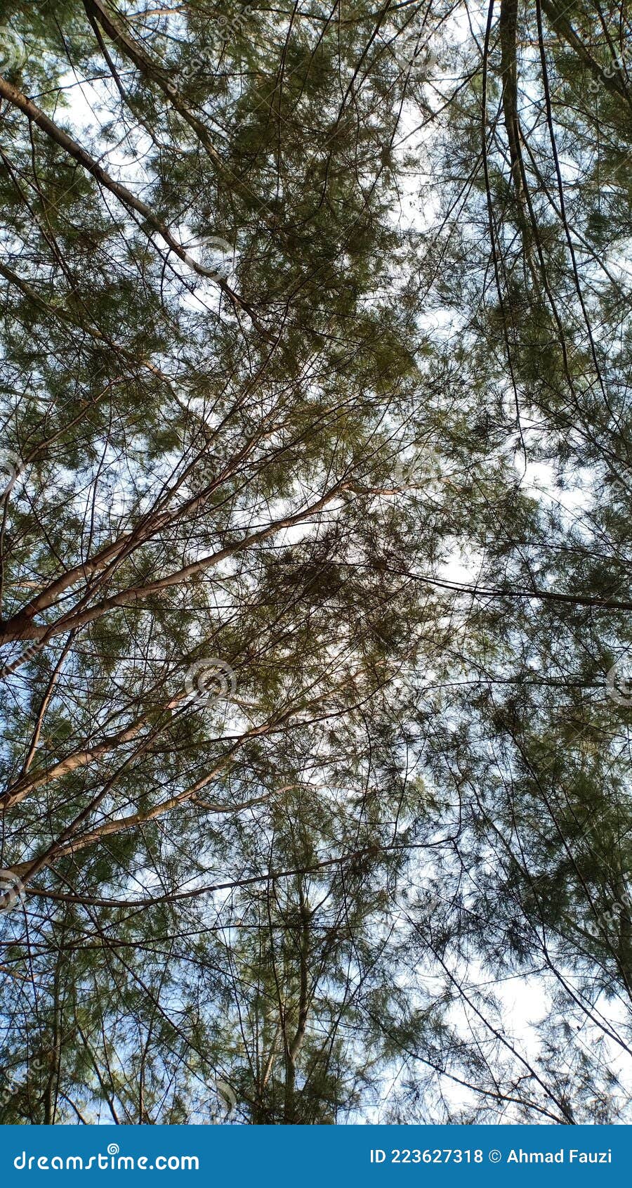 Tree of life stock photo. Image of nature, green, life - 223627318