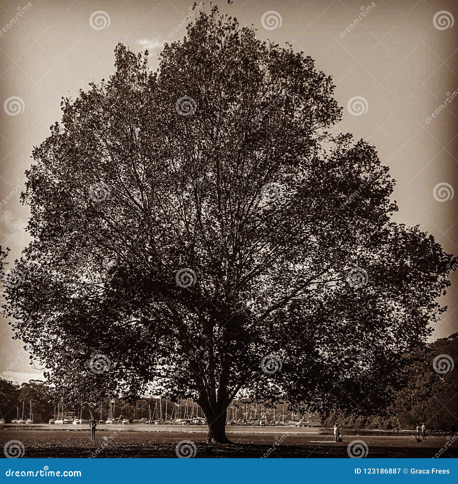 Tree of life stock image. Image of lifestyle, nature - 123186887