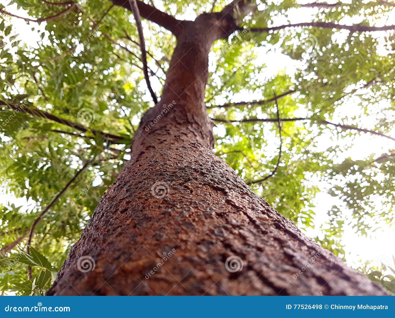 Tree of life stock photo. Image of depends, tree, life - 77526498