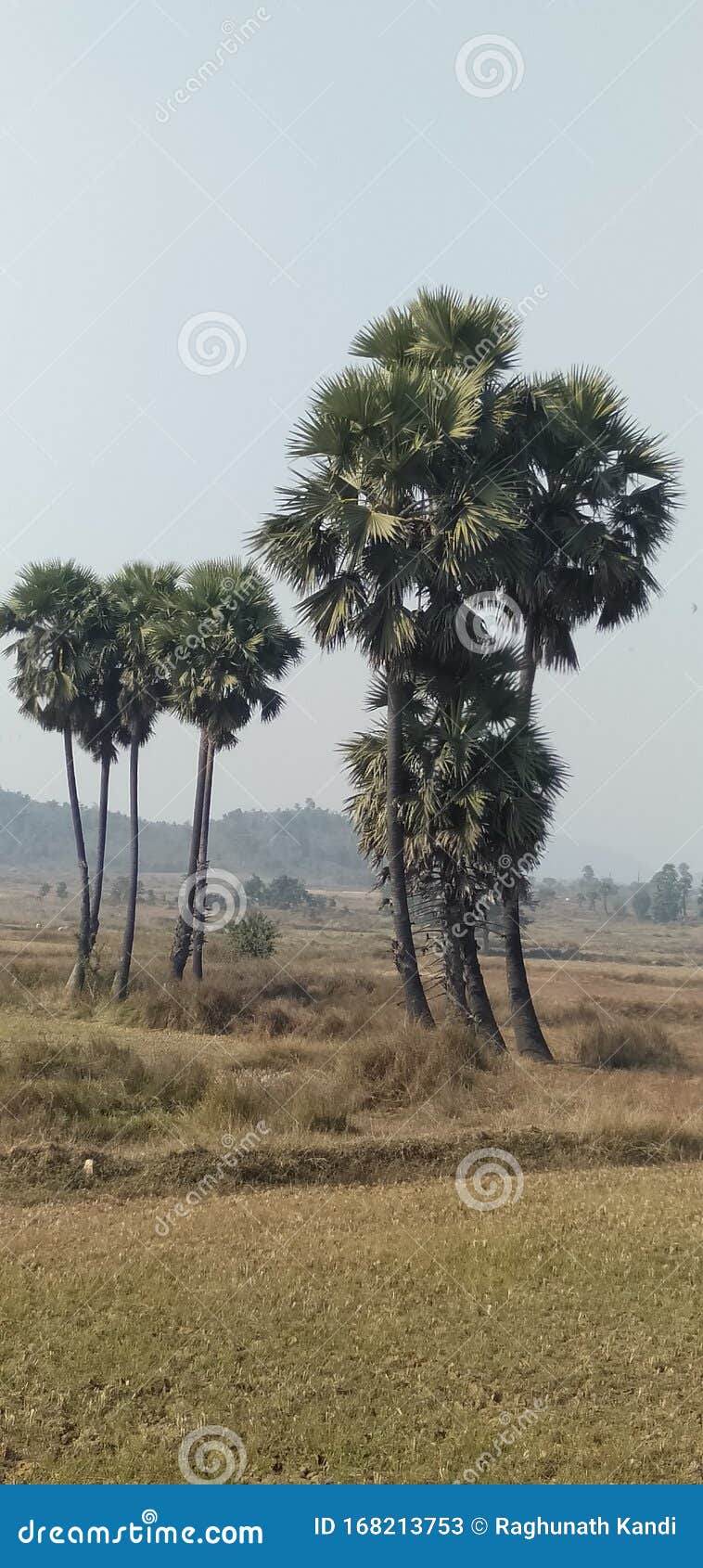 Tree is Life People and Life is Invirment Stock Image - Image of ...
