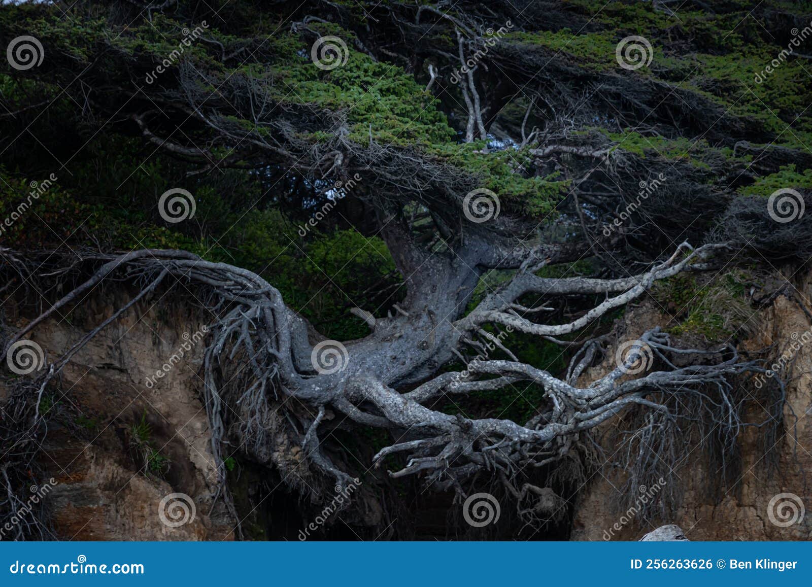 The Tree of Life at Ruby Beach Washington Stock Photo - Image of tree ...