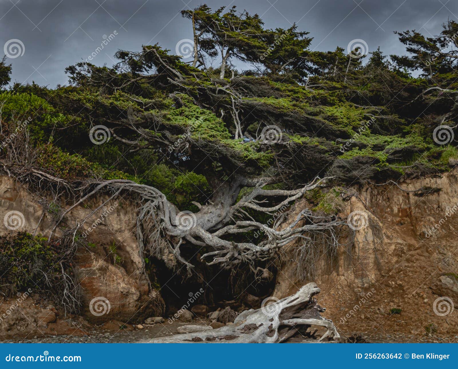 The Tree of Life at Ruby Beach Washington Stock Photo - Image of ...