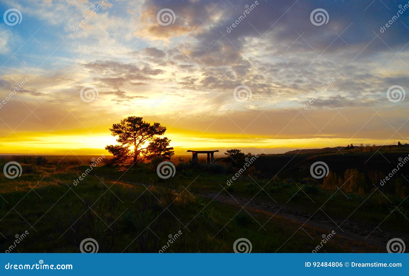 Tree of Life stock photo. Image of trail, sunset, path - 92484806