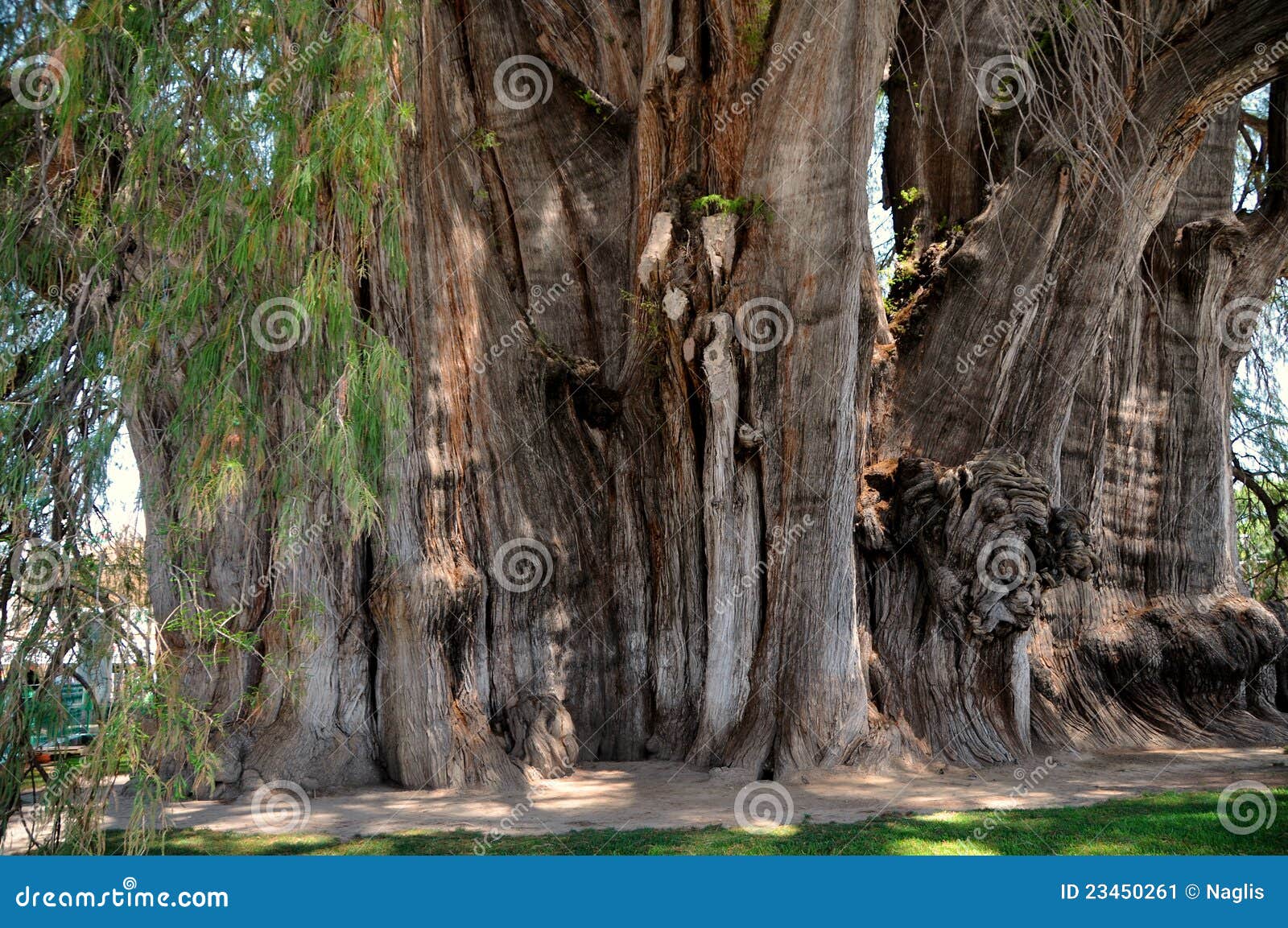 Tree of LIfe Trunk stock image. Image of arbol, life - 23450261