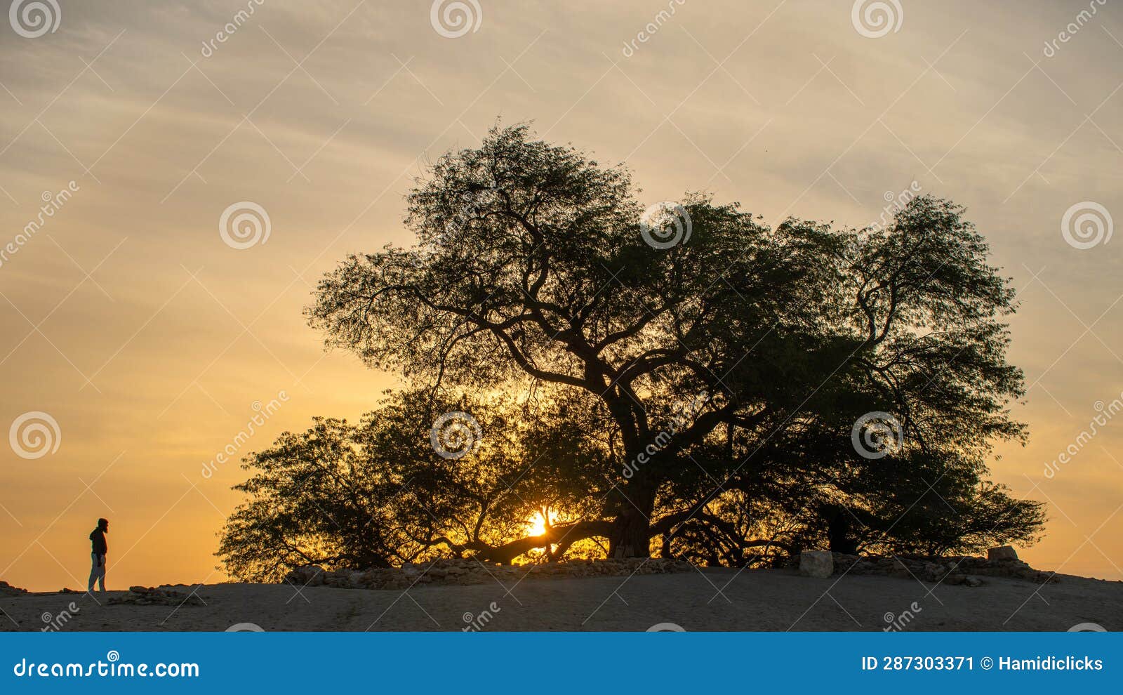 Tree of Life. 400 Year Old Tree Stock Image - Image of dawn, life ...