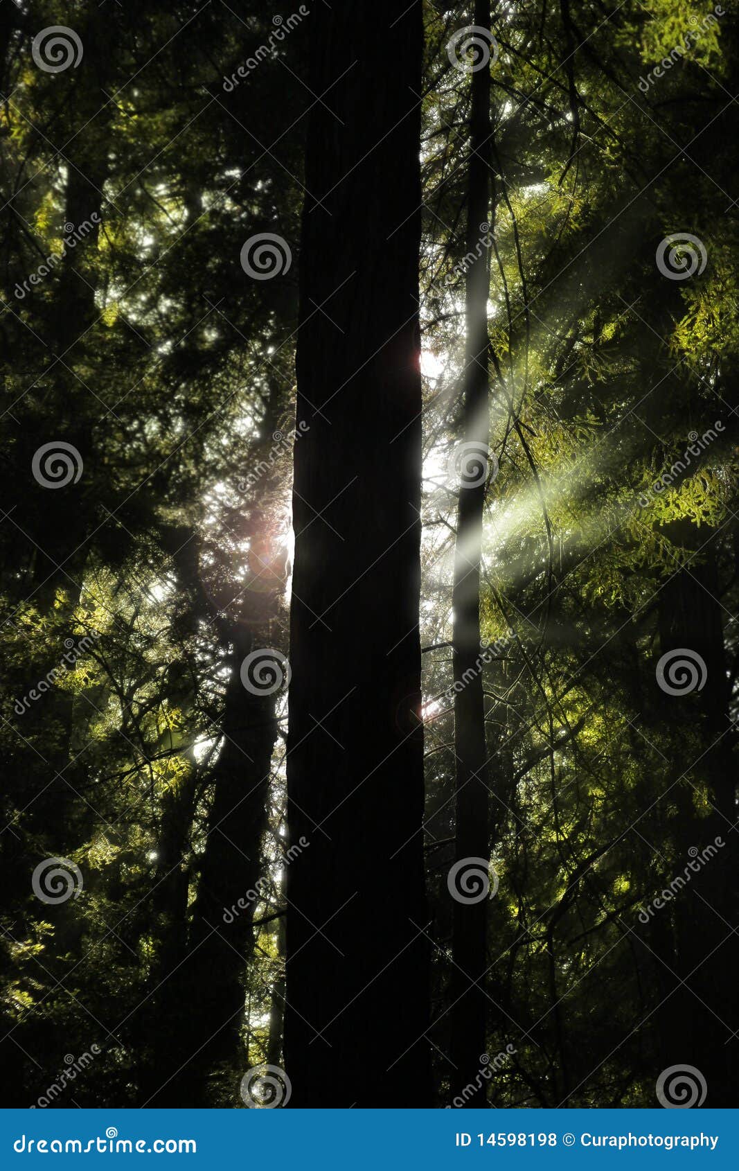 Tree and Light stock photo. Image of beautiful, enchanted - 14598198