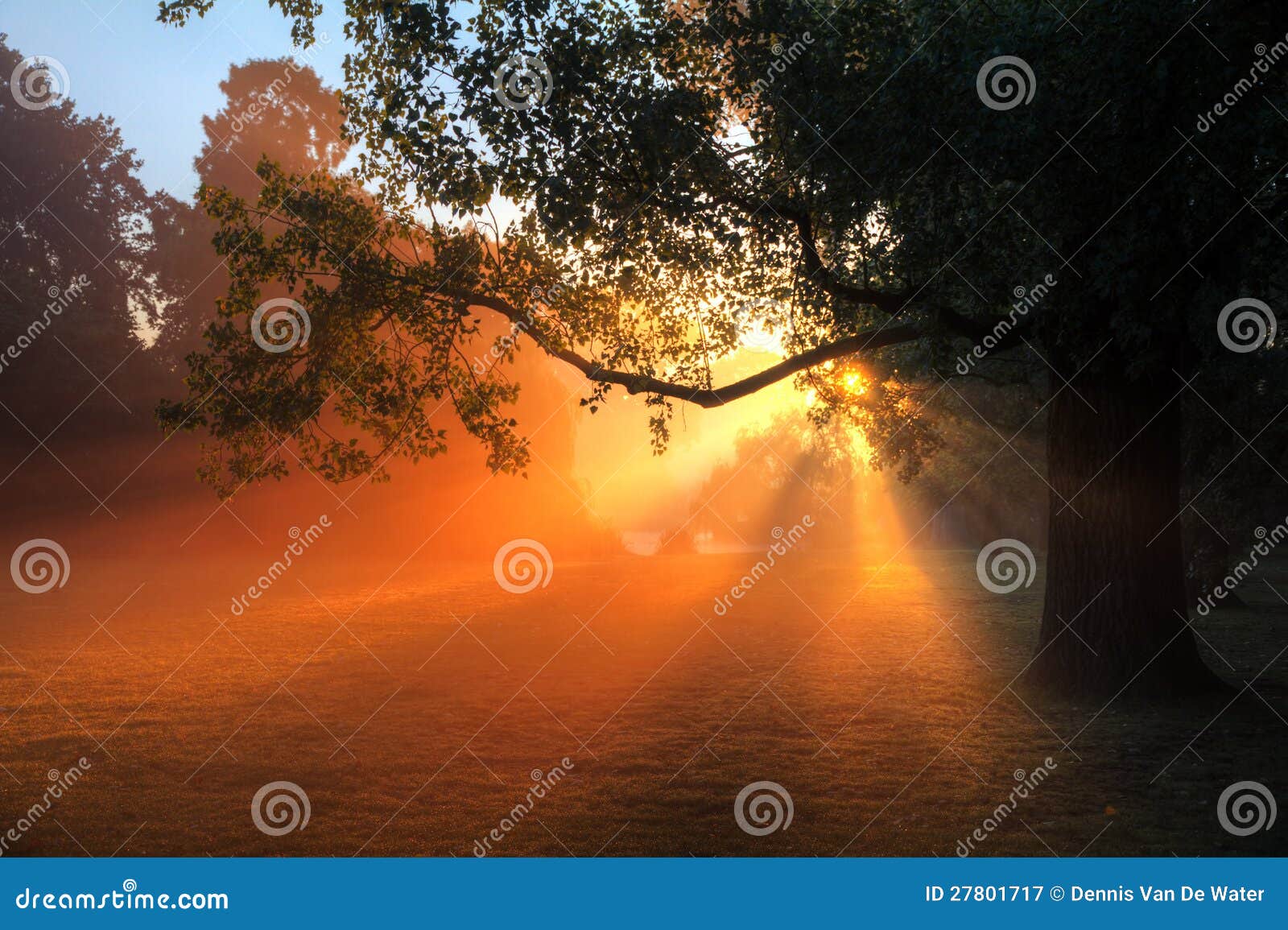Tree of light stock image. Image of mist, amsterdam, beautiful - 27801717