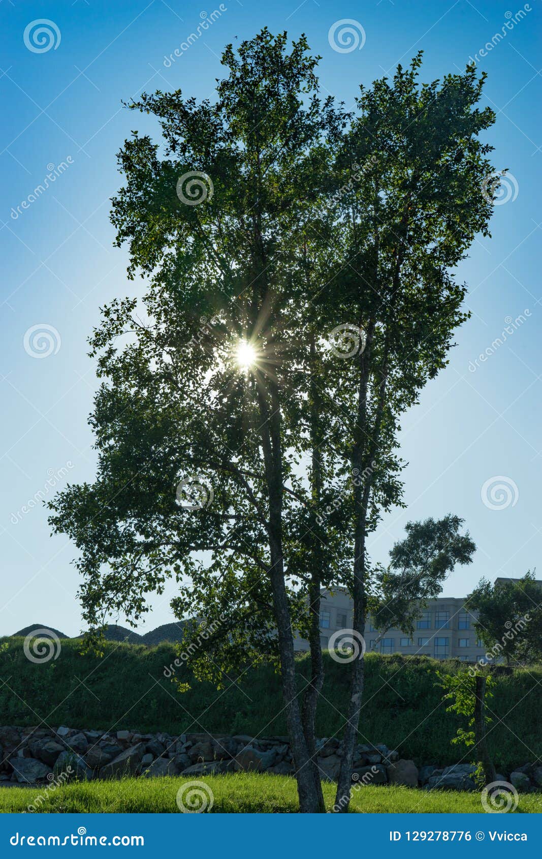 Tree in the Light of a Blue Sky Stock Photo - Image of light, plant ...