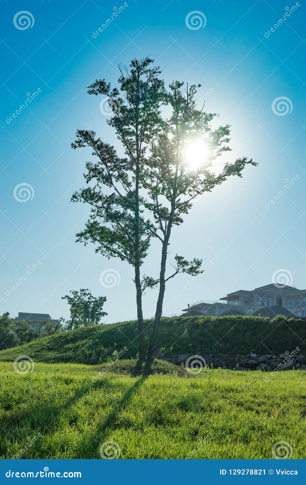 Tree in the Light of a Blue Sky Stock Image - Image of background ...