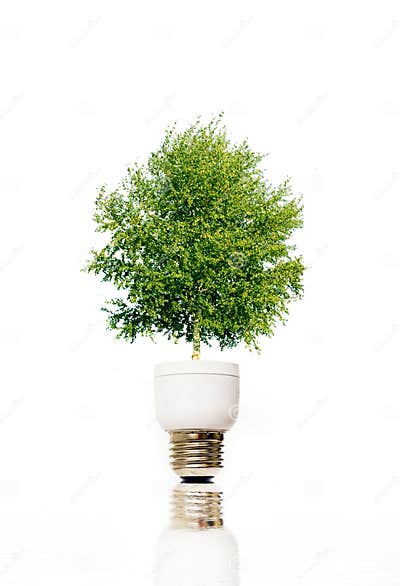 Tree in light bulb stock image. Image of creative, renewable - 10833027