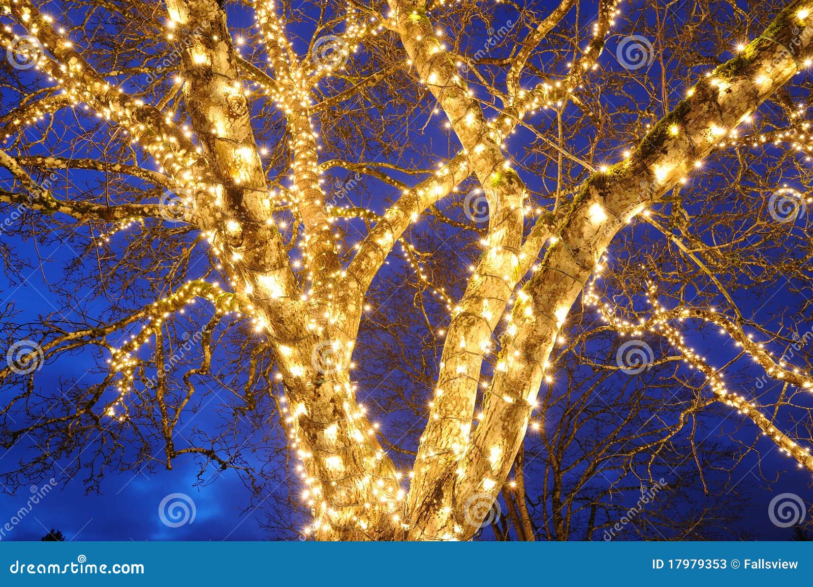 Tree lighting at night stock image. Image of color, fresh - 17979353