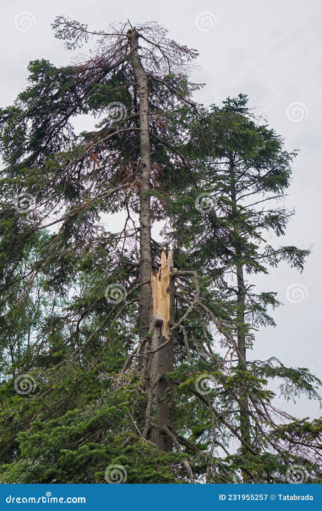 Tree lightning damage stock image. Image of plant, high - 231955257