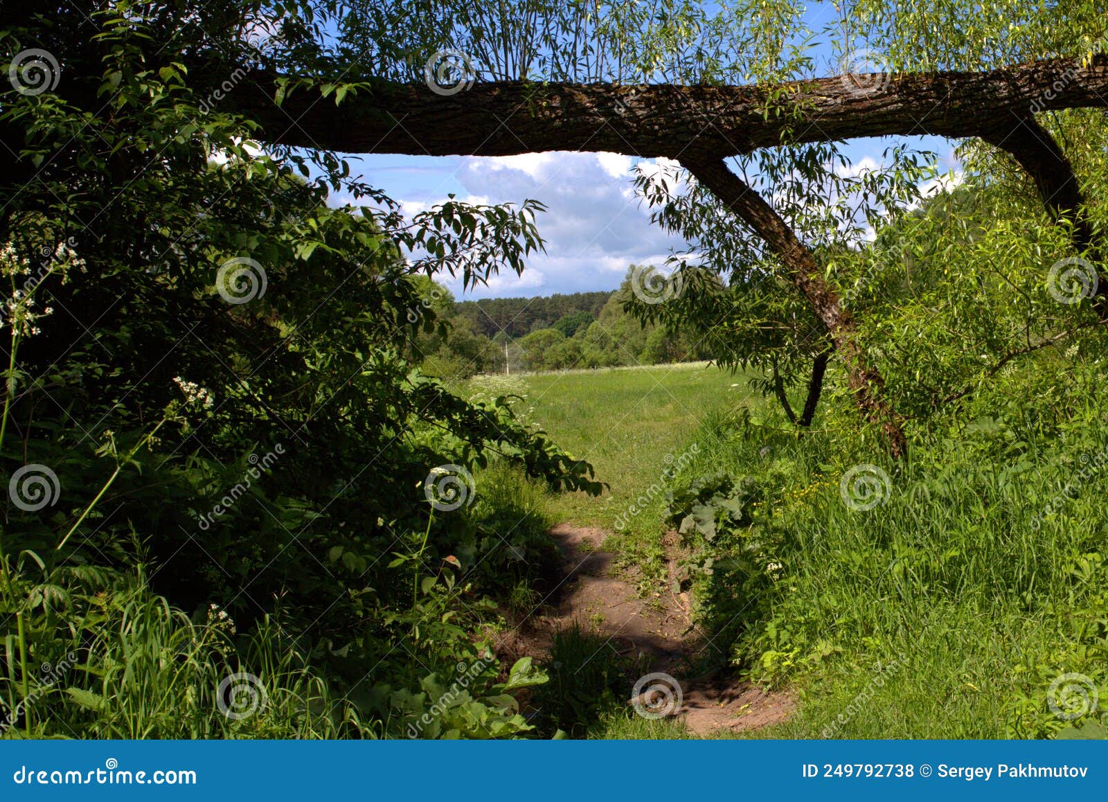 A wooden arc stock photo. Image of vegetation, plant - 249792738