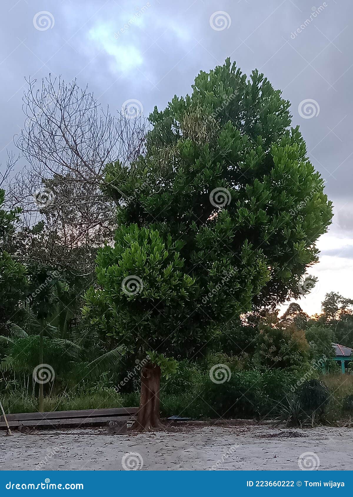 Tree Like Broken Love God Photos Nature Stock Photo - Image of broken ...