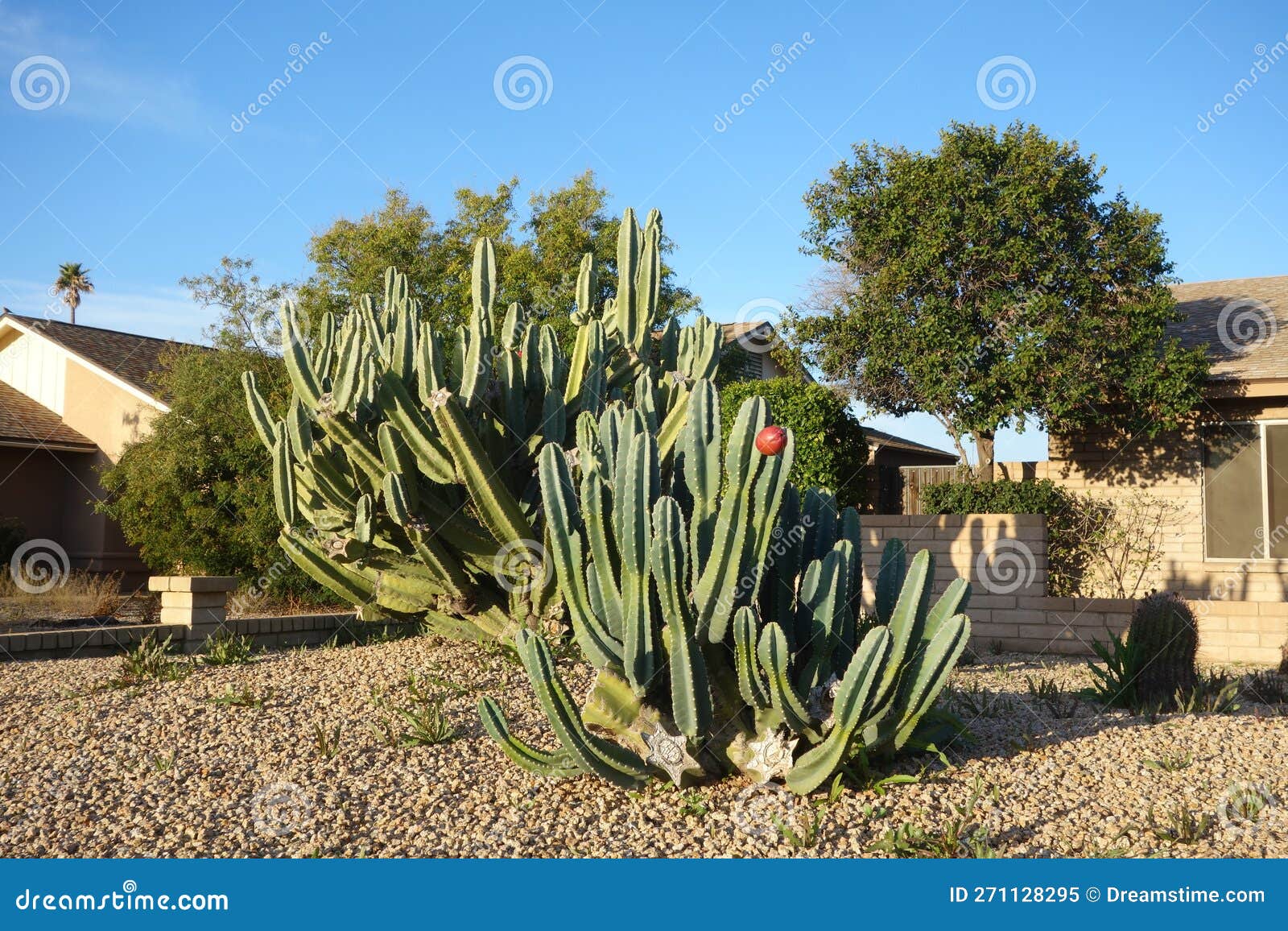 Tree-like Cereus Repandus Cactus with a Fruit Stock Image - Image of ...