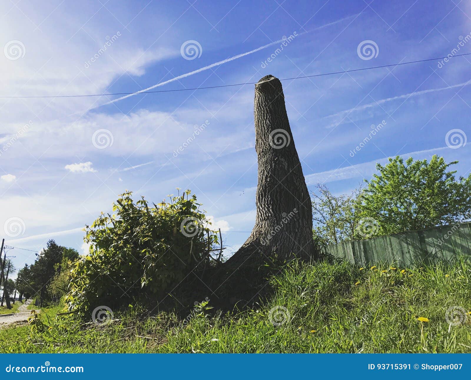 Tree Like a Member with Balls Stock Image - Image of laugh, skyes: 93715391