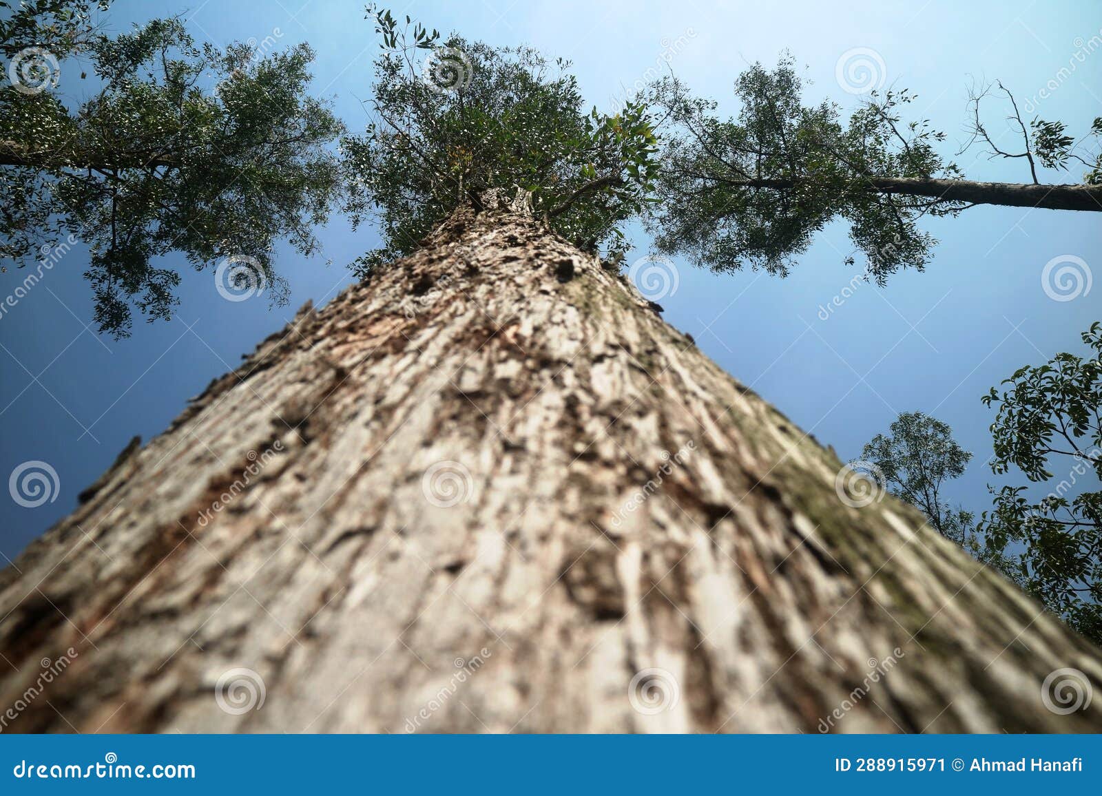 A Tree Like a Shadow on a Lake Against a Blue Sky Stock Image - Image ...