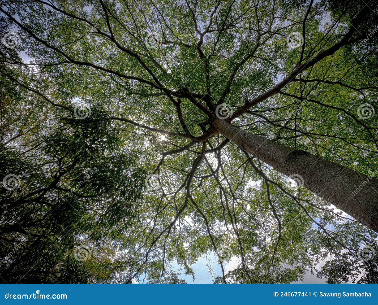 Tree like a vein stock image. Image of forest, nature - 246677441