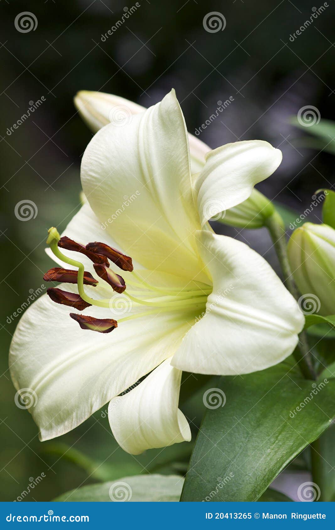 Tree Lily Blossom, Common Name - Garden Affair Stock Image - Image of ...