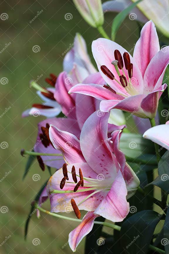 Tree lily stock photo. Image of species, flowers, size - 291407170