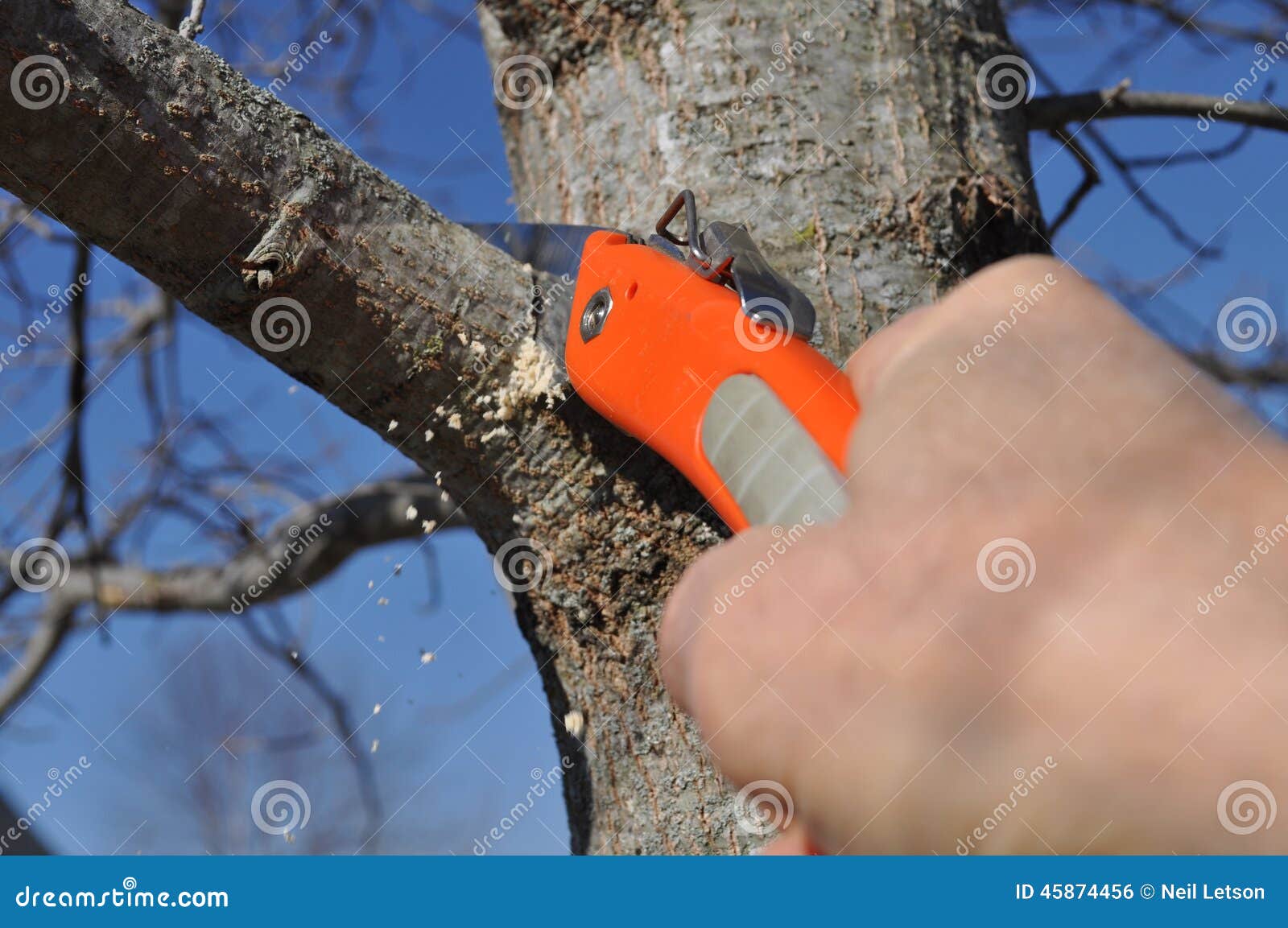 Tree Limb Being Properly Pruned Stock Photo - Image of nursery, limb ...