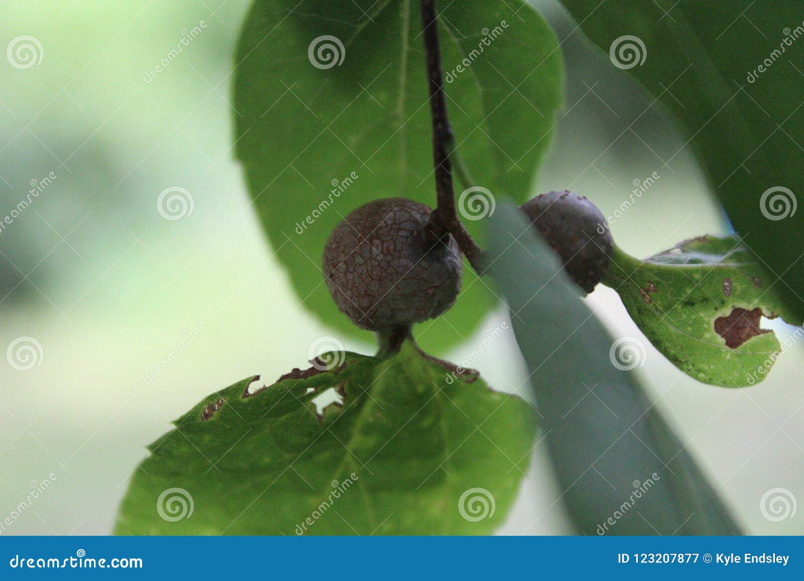 Tree limb close-up stock image. Image of leaf, nature - 123207877