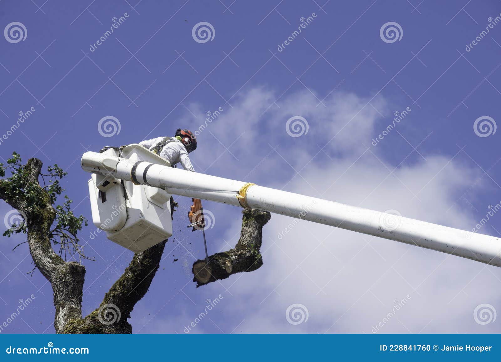 Dropping the tree limb. stock photo. Image of branch - 228841760