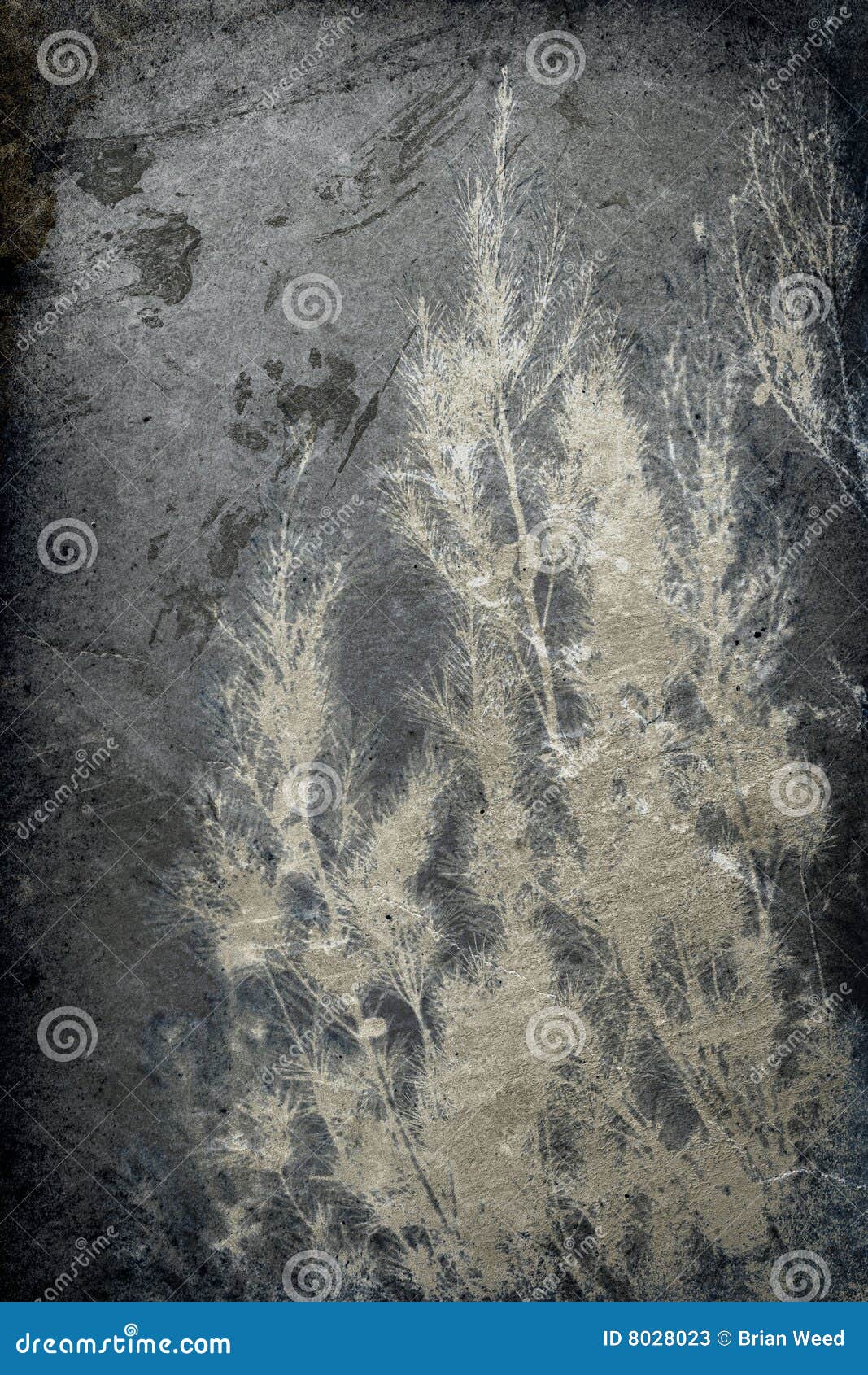 Tree Limb Grunge Background Stock Image - Image of background, night ...