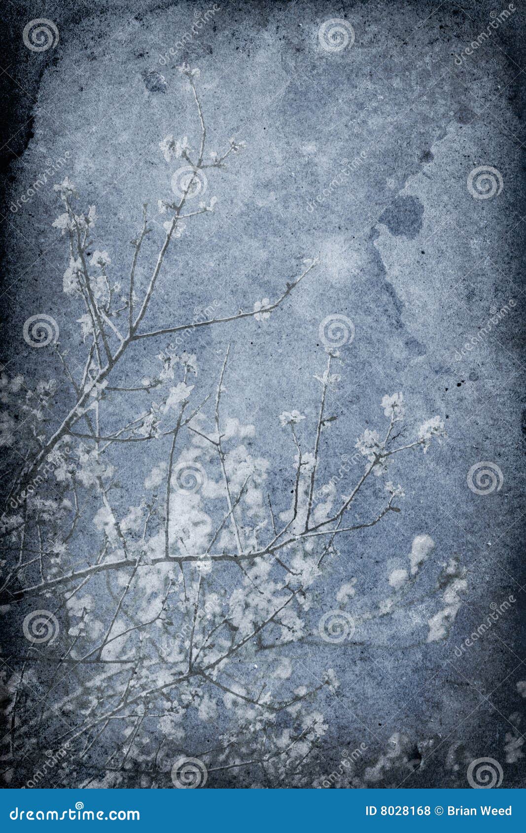 Tree Limb Grunge Background Stock Photography | CartoonDealer.com #8028086
