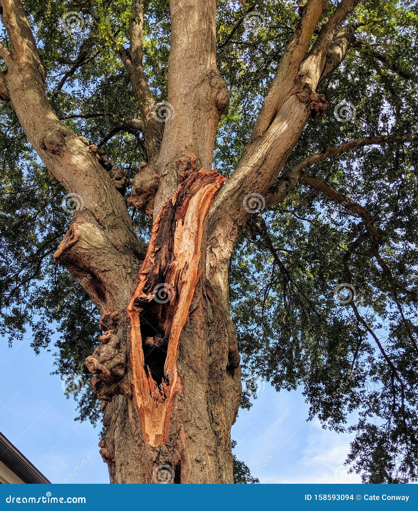 Tree with Limb Missing Due To Lightning Strike Stock Photo - Image of ...