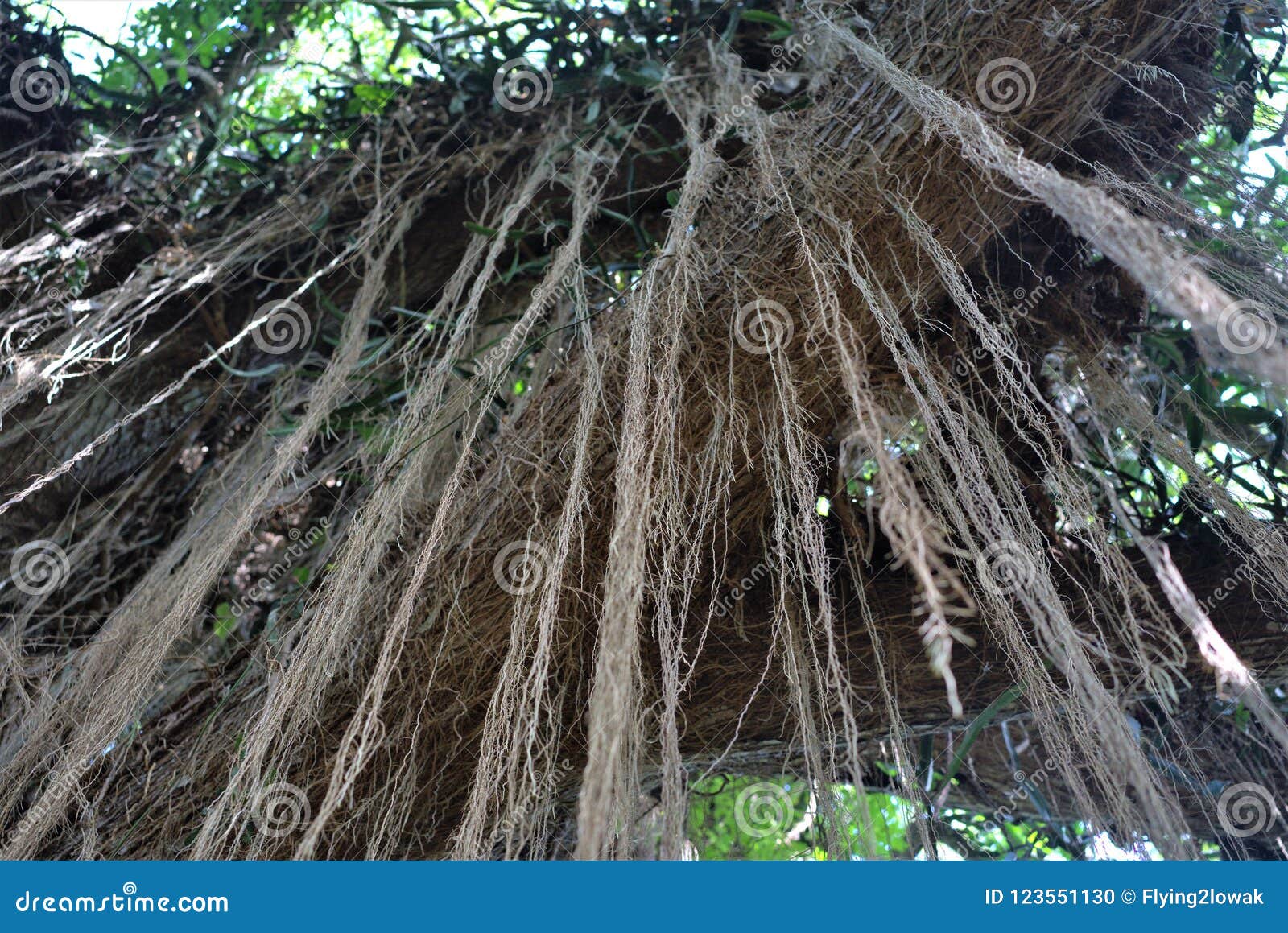 Tree Limb with Vines Hanging Down Stock Photo - Image of full, garden ...