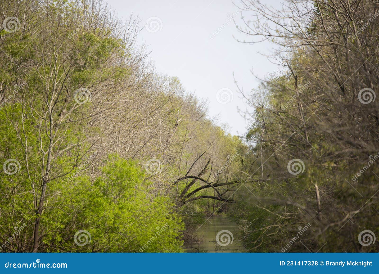 Tree Limbs above a Stream stock photo. Image of ecotourism - 231417328
