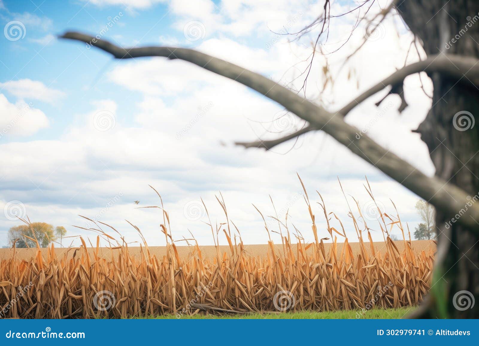 Tree Limbs Creeping Over the Cornfield Edge Stock Illustration ...