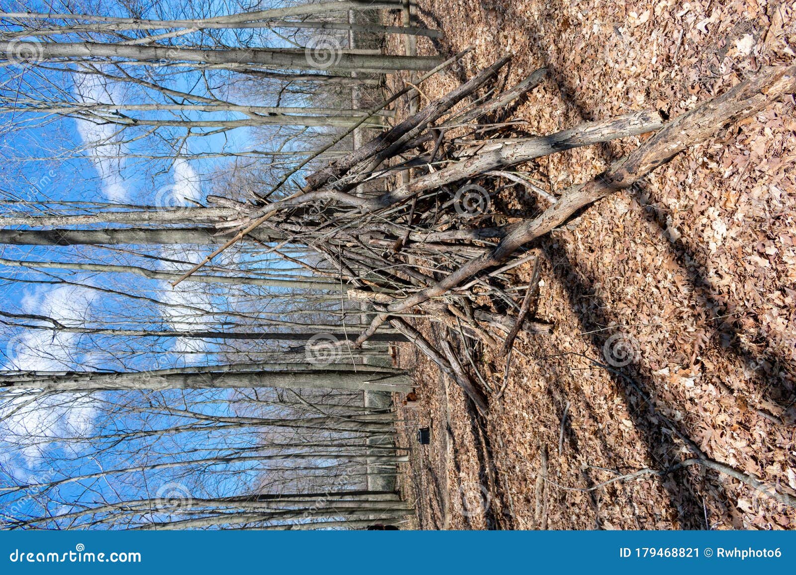 Tree Limbs Stacked Up in the Woods for Shelter Stock Image - Image of ...