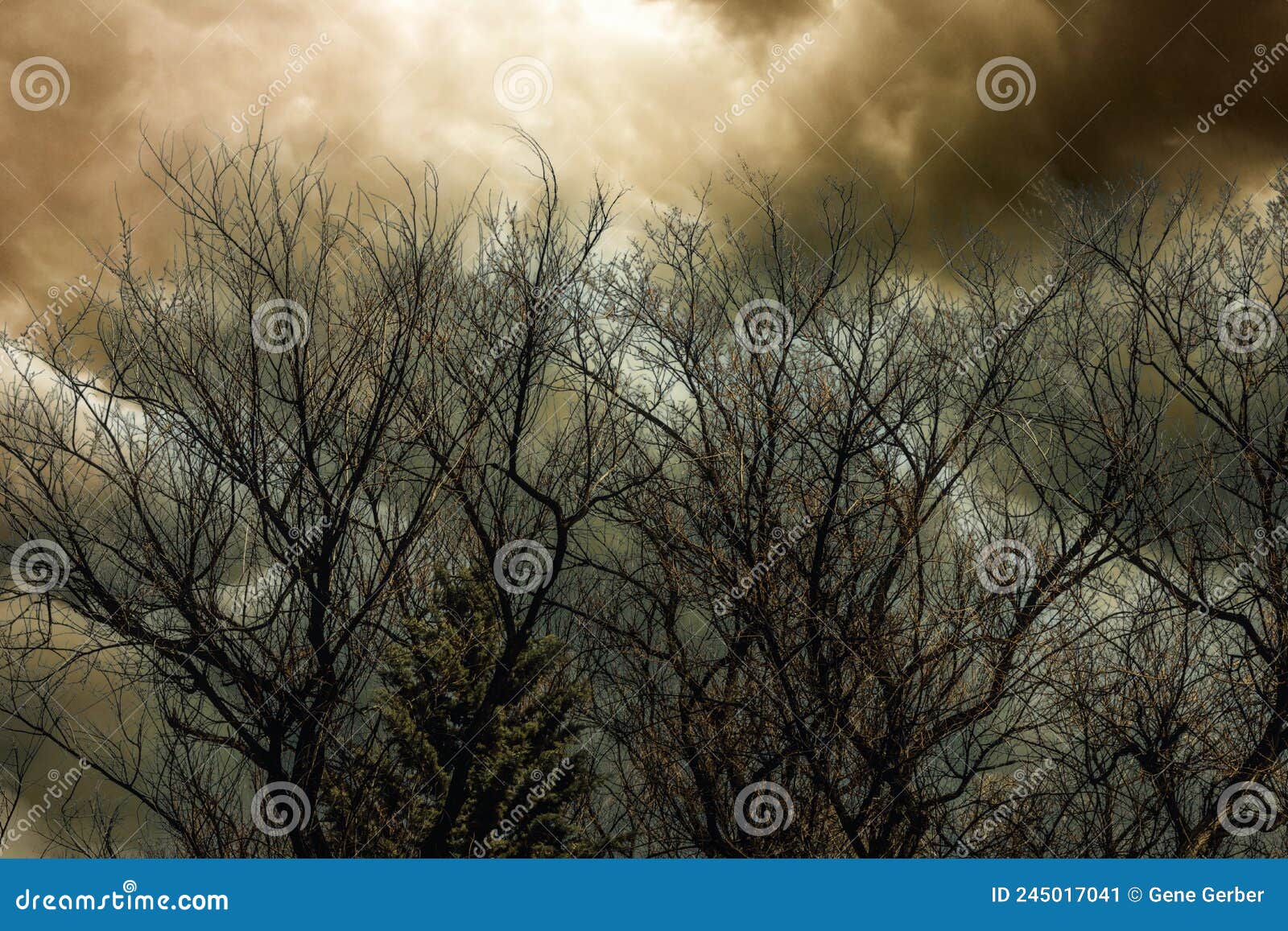 Tree Limbs in Stormy Sky stock image. Image of blue - 245017041