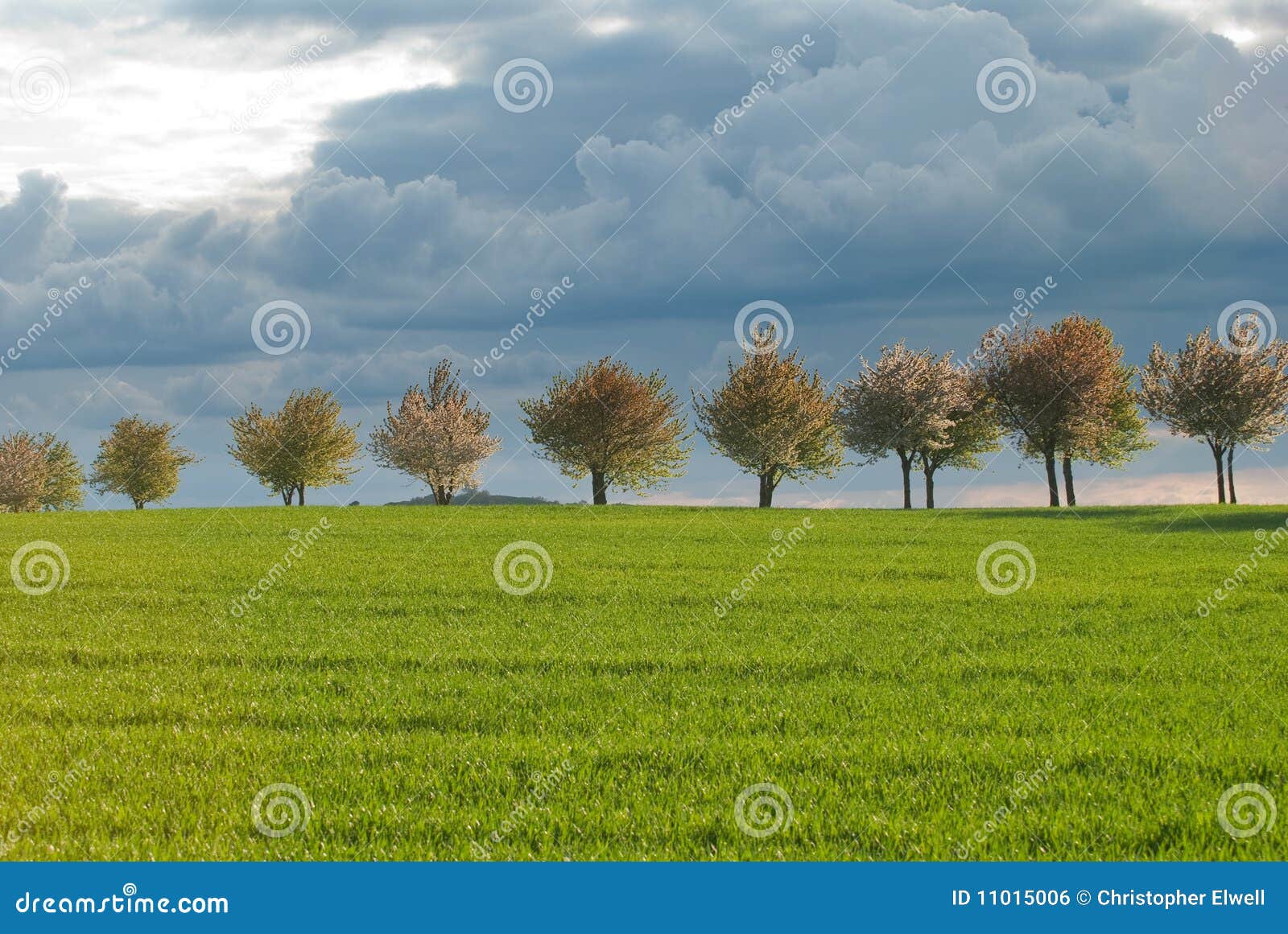 Tree Line stock photo. Image of line, leaves, outside - 11015006