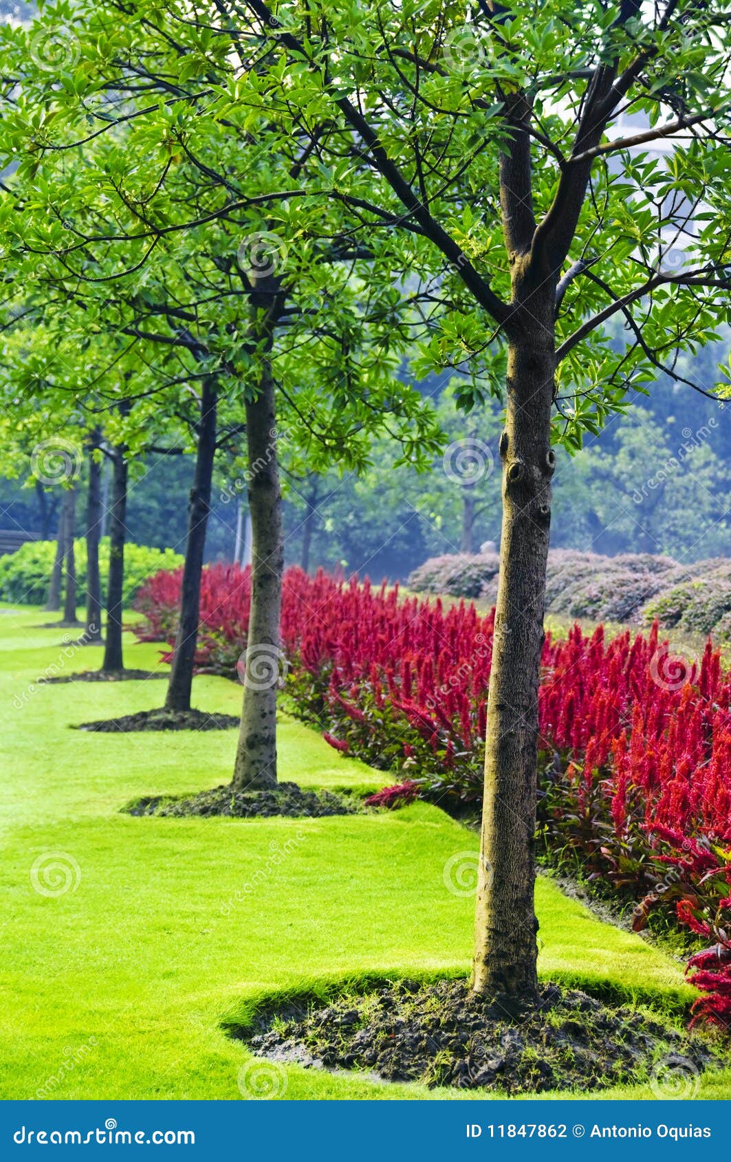 Tree Line stock photo. Image of summer, daytime, grass - 11847862