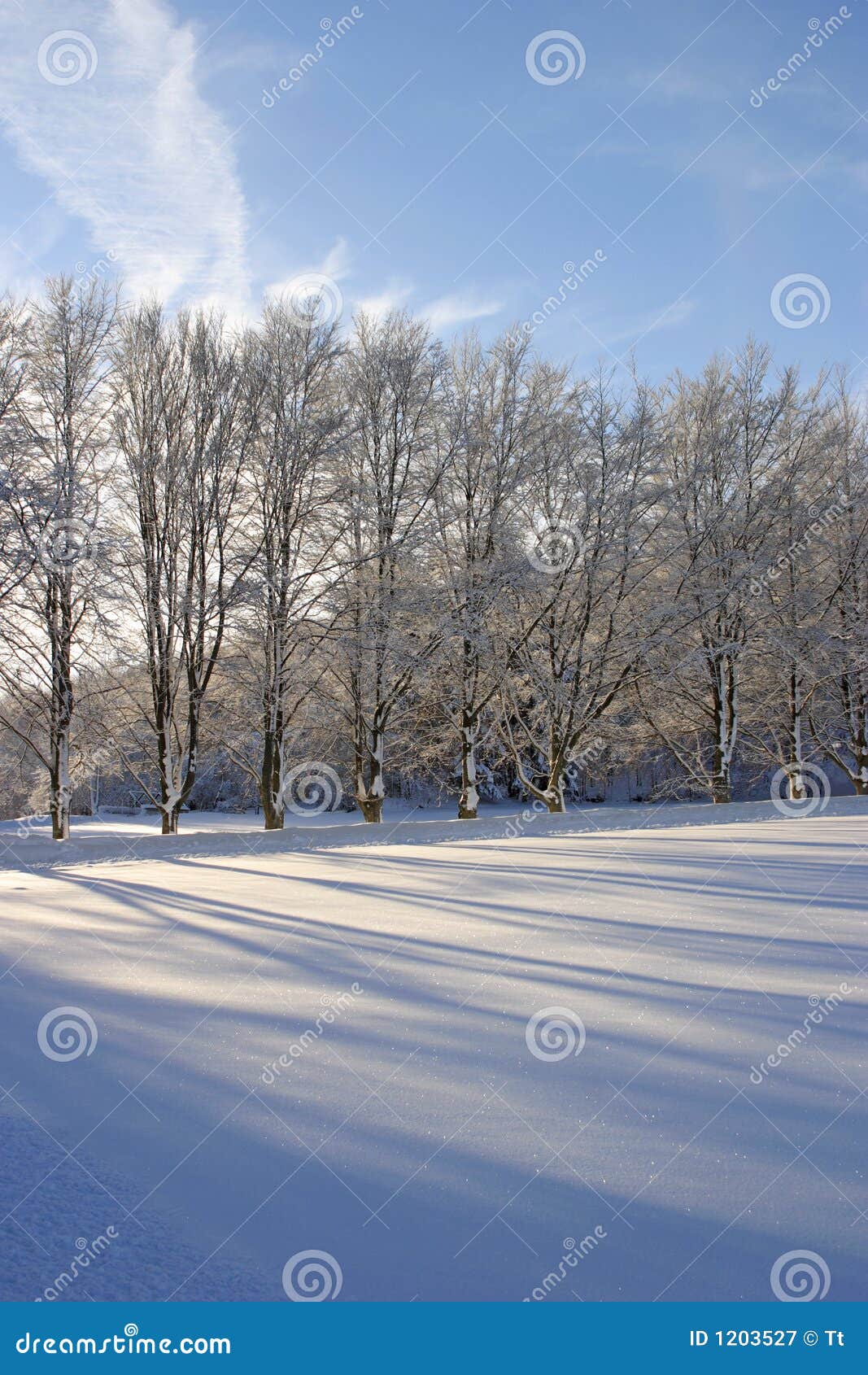 Tree line stock image. Image of shadow, cold, line, string - 1203527