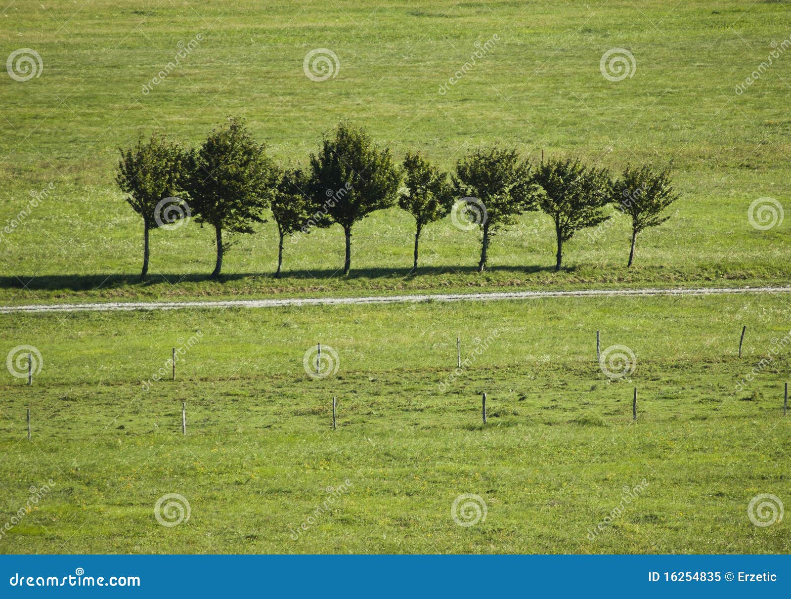 Tree line stock image. Image of group, line, green, background - 16254835