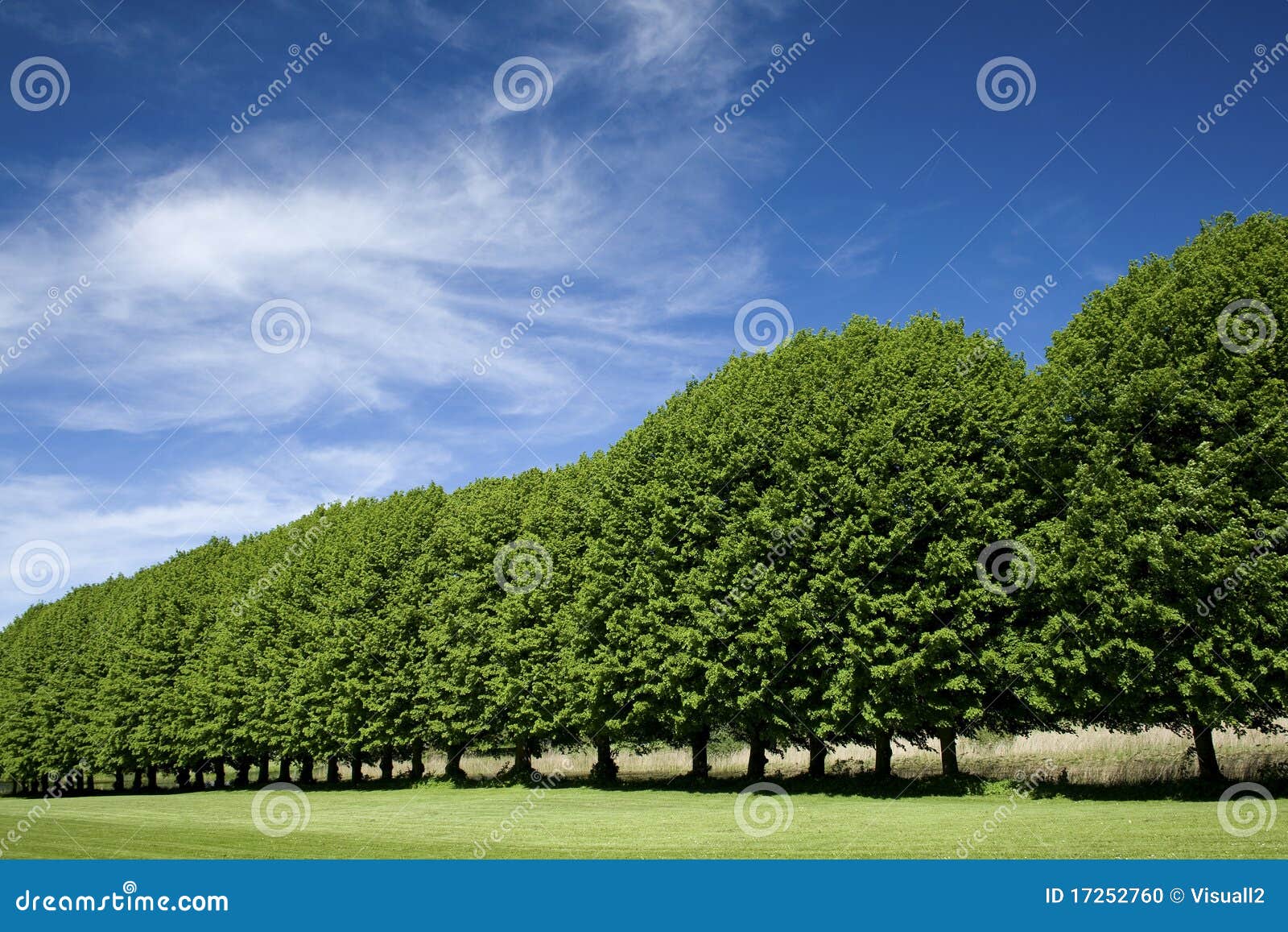 Tree line stock photo. Image of leaves, landscape, garden - 17252760