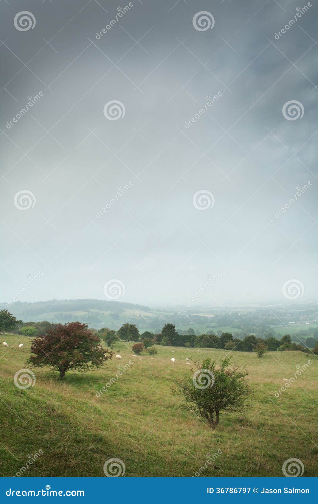 Tree line stock image. Image of freedom, line, meadow - 36786797