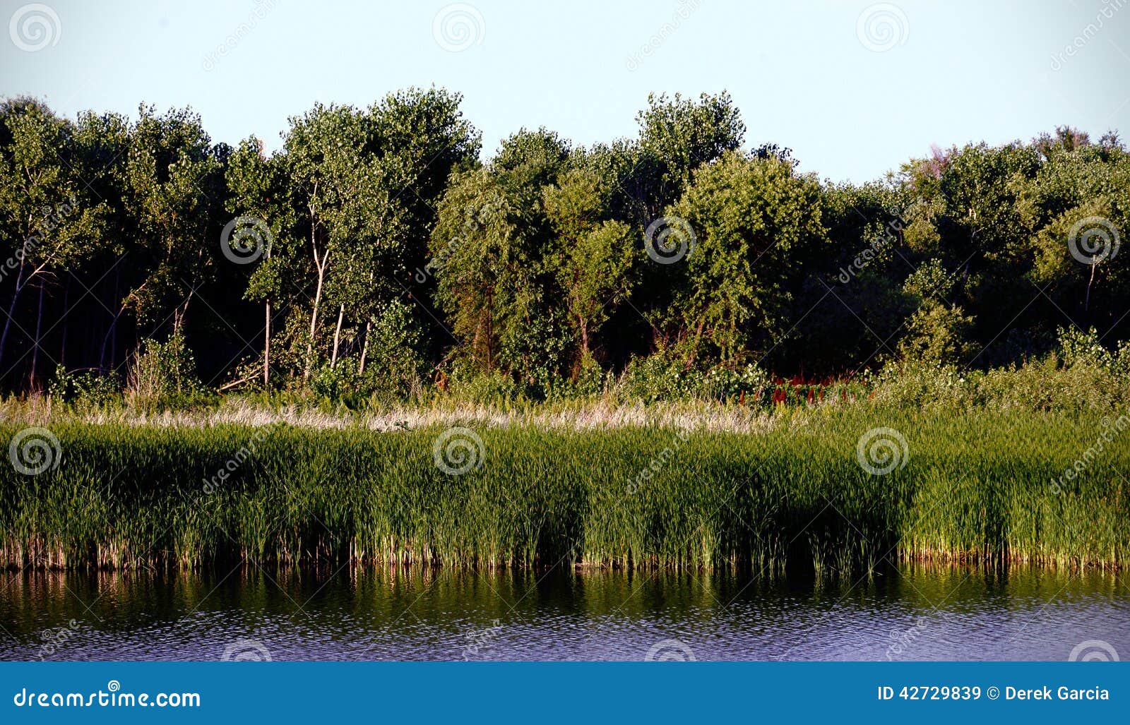 Tree Line stock image. Image of grass, pond, awesome - 42729839