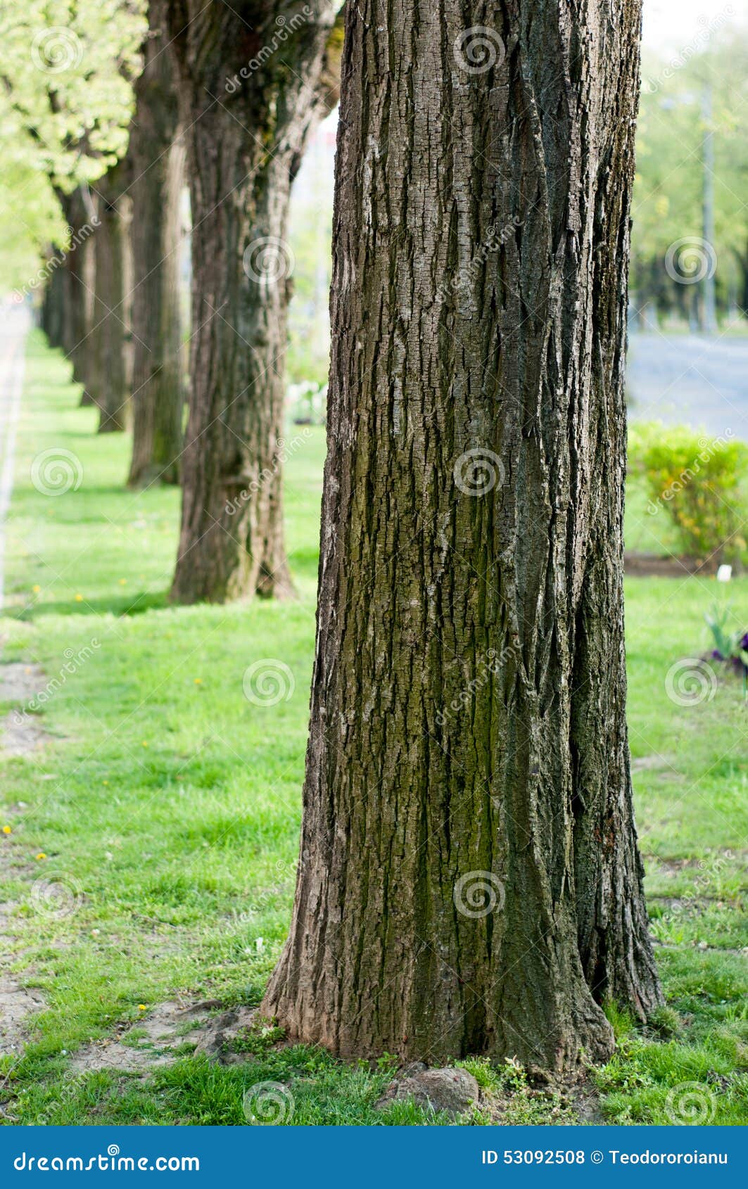 Tree line stock photo. Image of leaves, cars, tree, heights - 53092508
