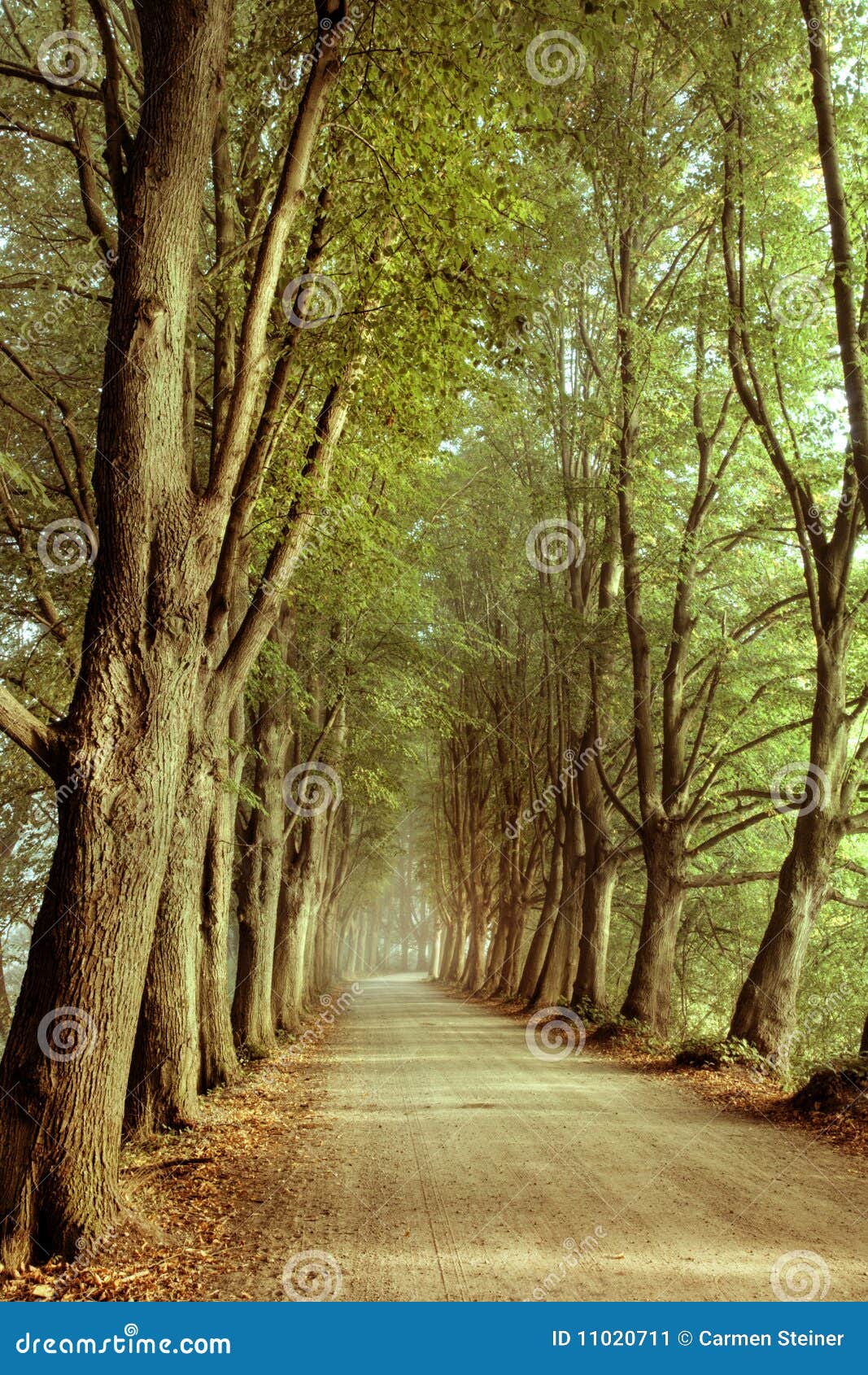 Tree line countryside road stock image. Image of colorful - 11020711