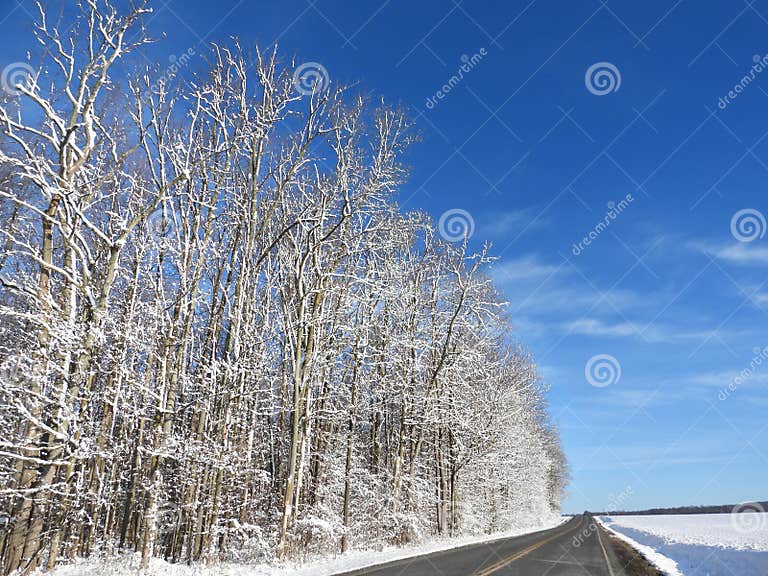 Winter Tree Line Covered in Snow Under Blue Sky Roadway Stock Photo ...