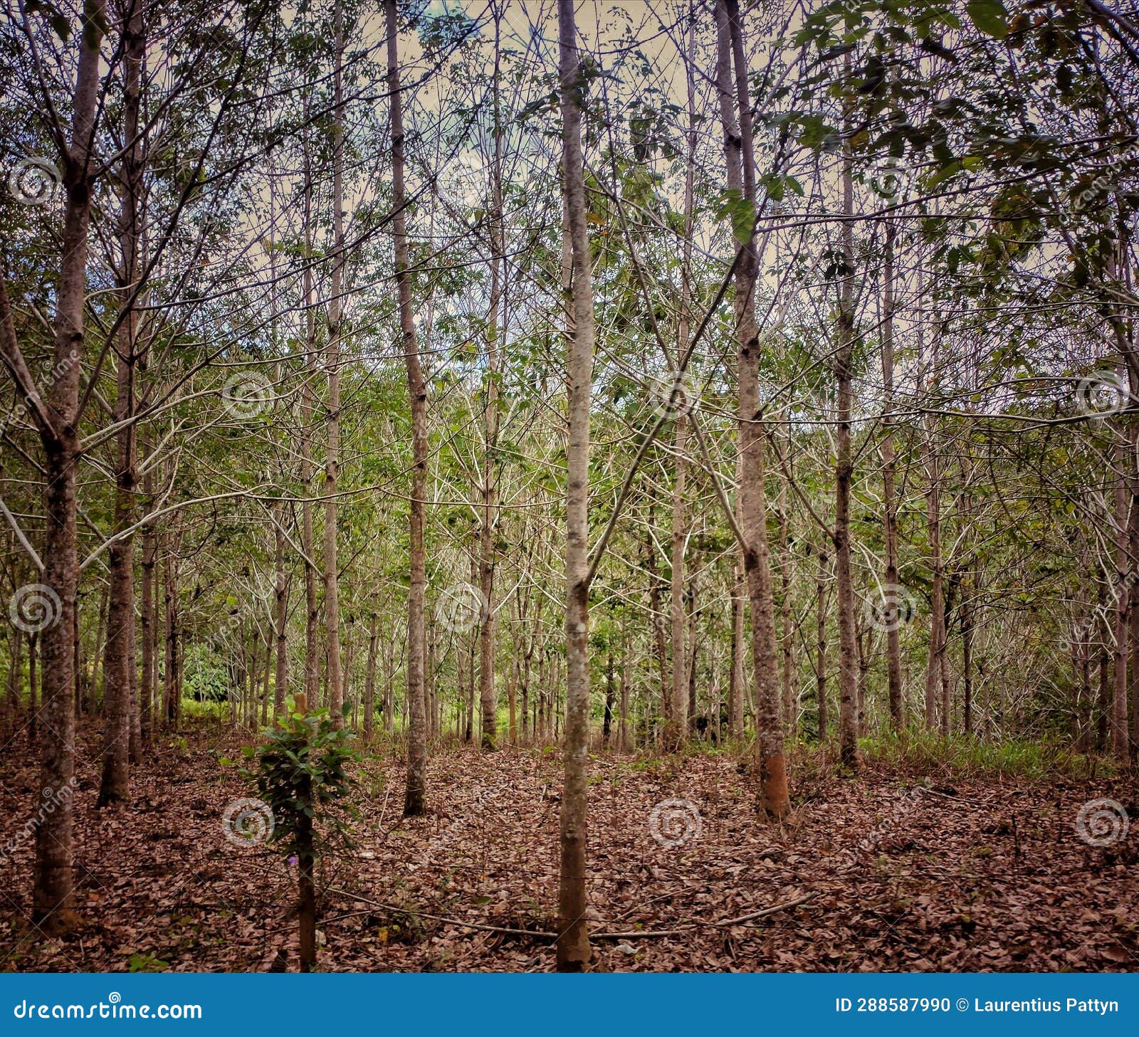 Tree Line Dendrophobia stock photo. Image of flora, dendrophobia ...