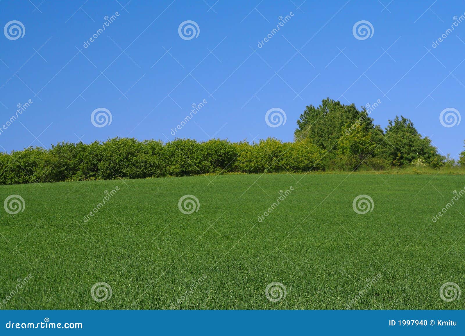 Tree Line on the Edge of a Perfect Meadow Stock Photo - Image of forest ...