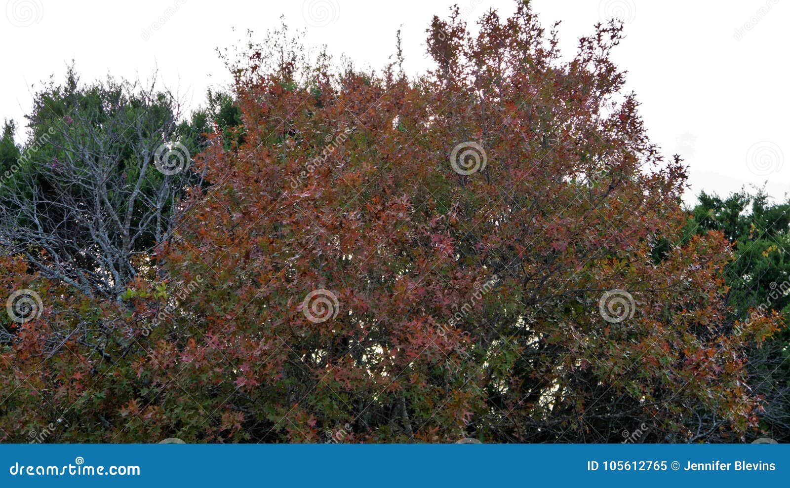 Autumn Tree Line stock image. Image of maple, landscape - 105612765