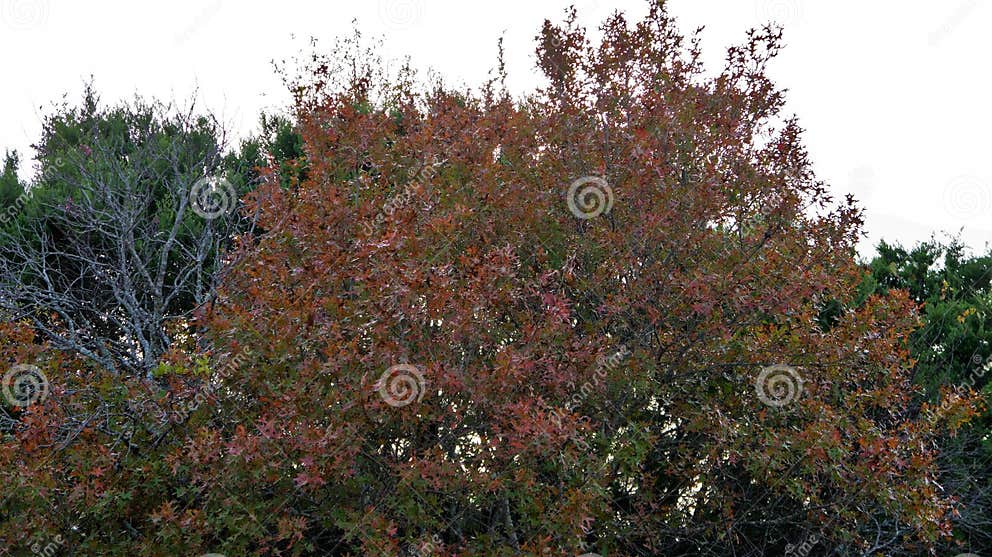 Autumn Tree Line stock image. Image of maple, landscape - 105612765